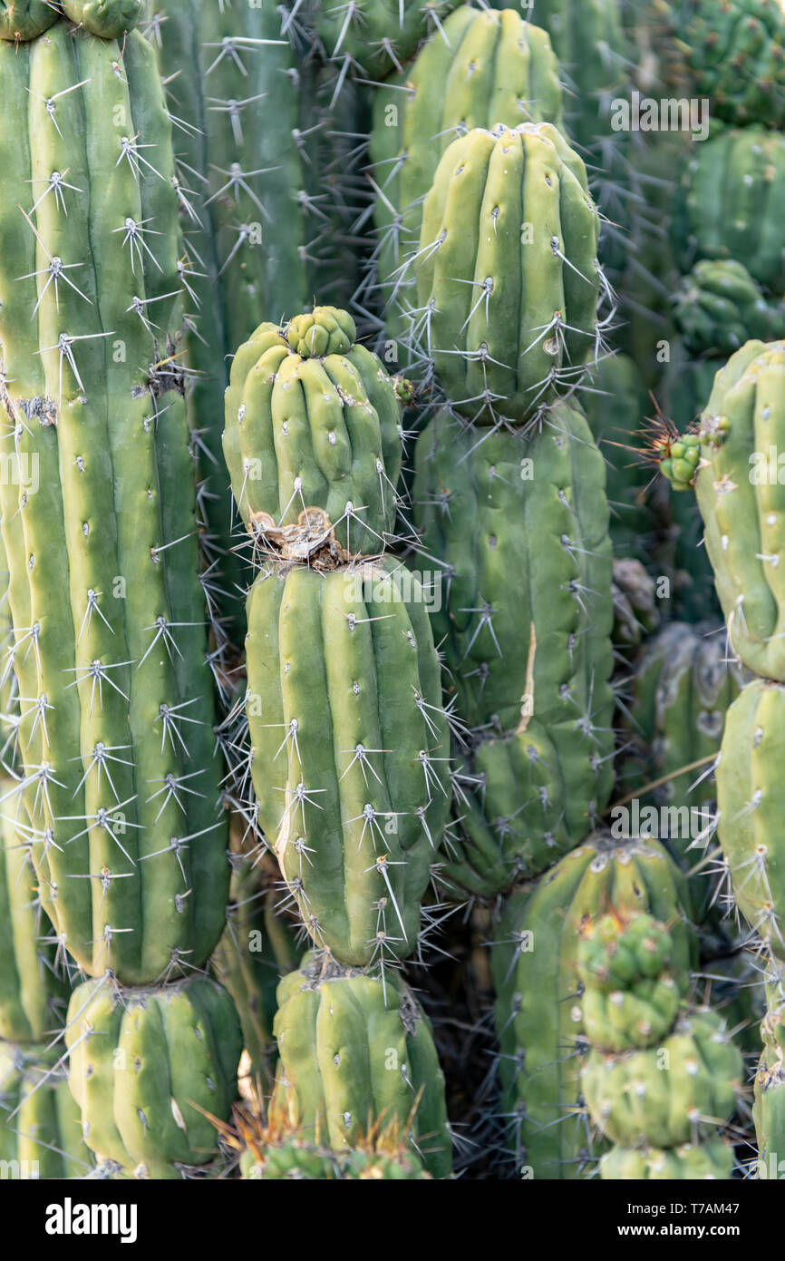 Argentine Toothpick cactus (Stetsonia coryne) in Tucson, Arizona, USA ...