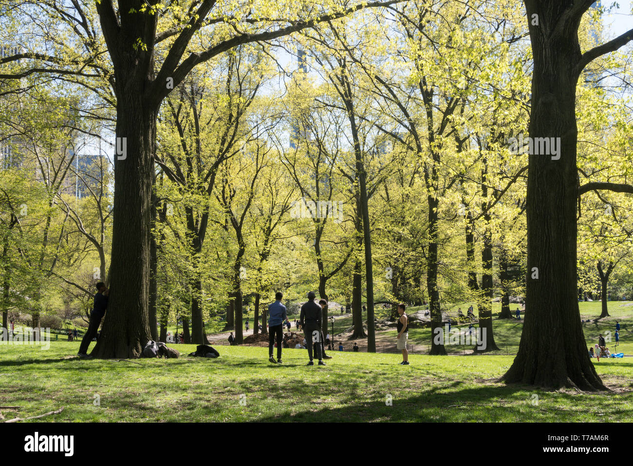 Scenic Spring Day in Central Park, NYC Stock Photo - Alamy