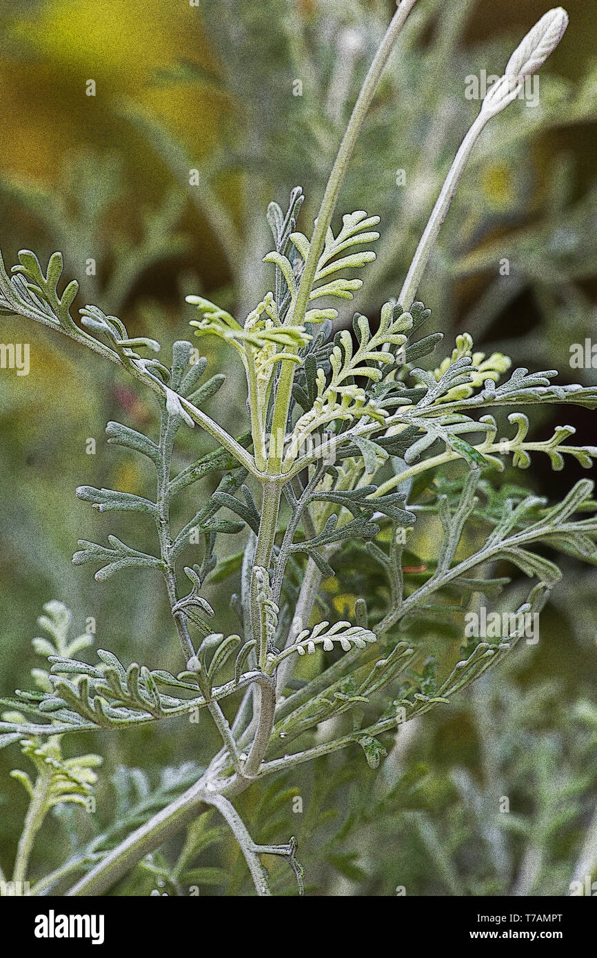 Fernleaf lavender, Fern leaf lavender lavandula multifida on natural ...