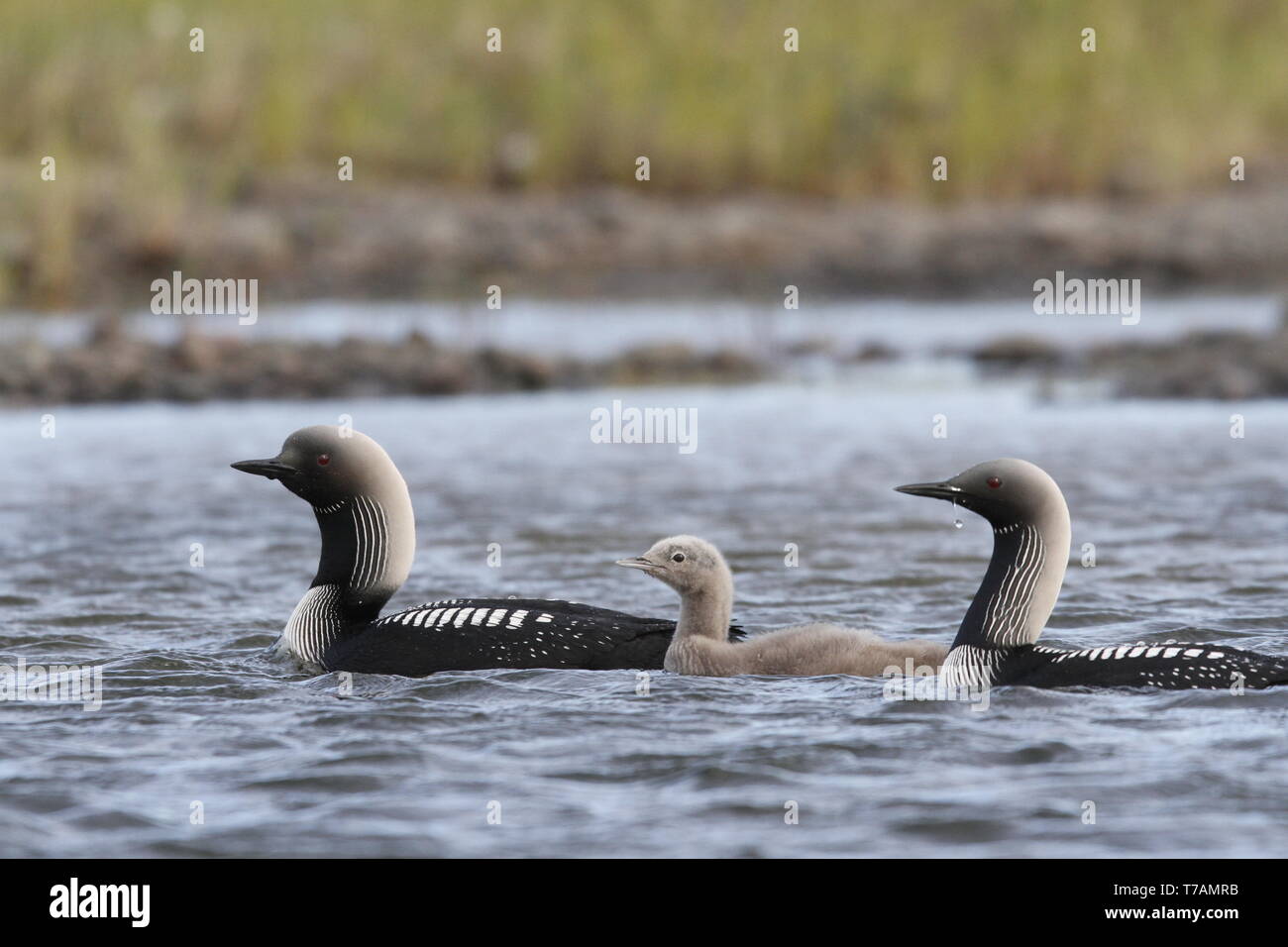 A family of Pacific Loons (Gavia pacifica) also known as Pacific Divers ...