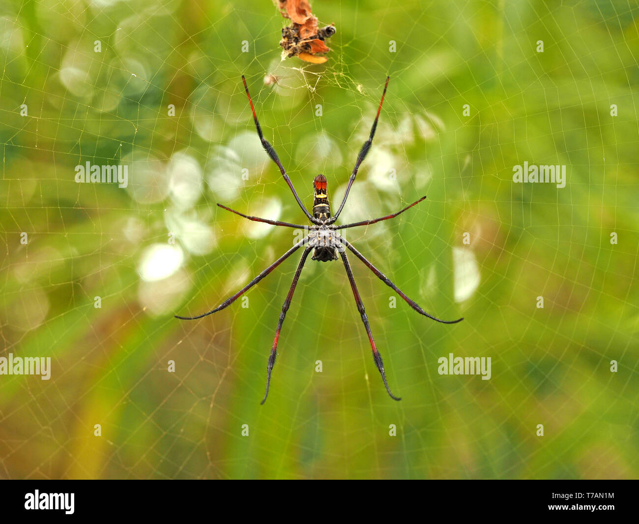 underside of large Red-legged Golden Orb-Web Spider (Nephila inaurata ...