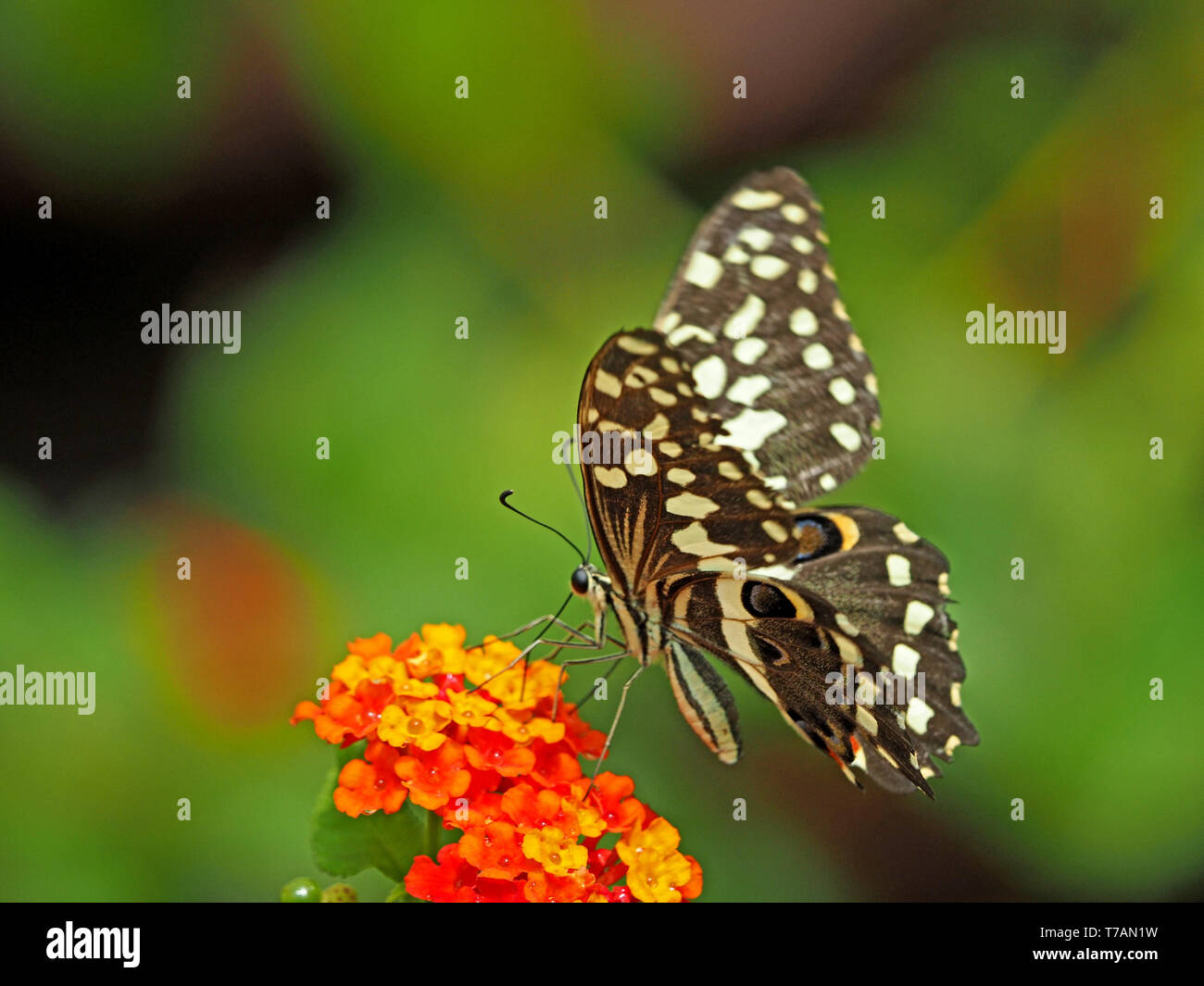 spots & stripes - Citrus Swallowtail or Christmas butterfly (Papilio ...
