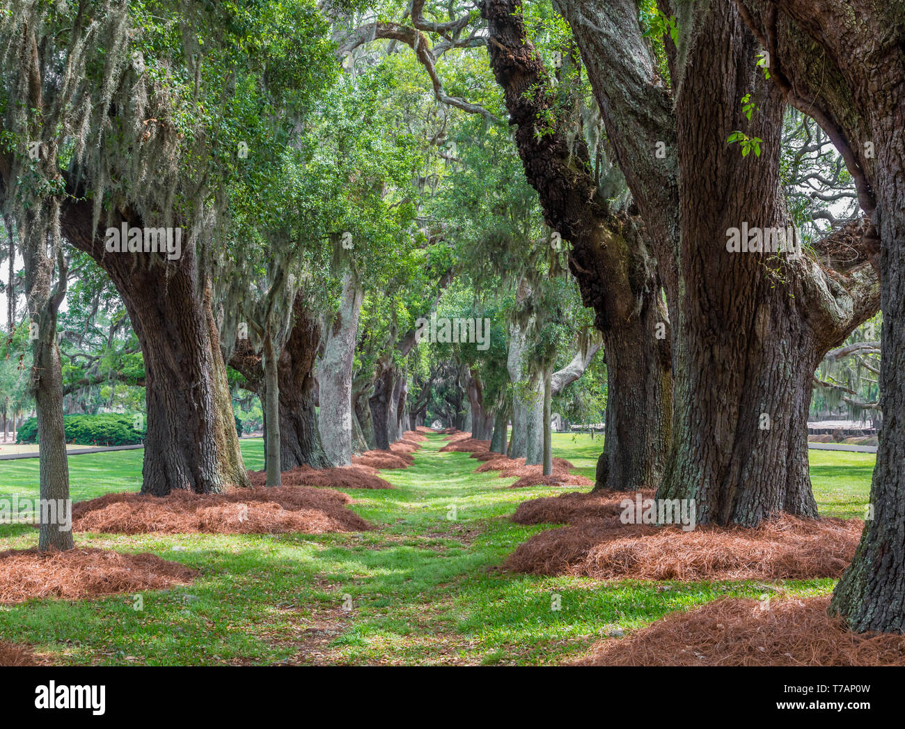 Nature landscapes and grass hi-res stock photography and images - Alamy