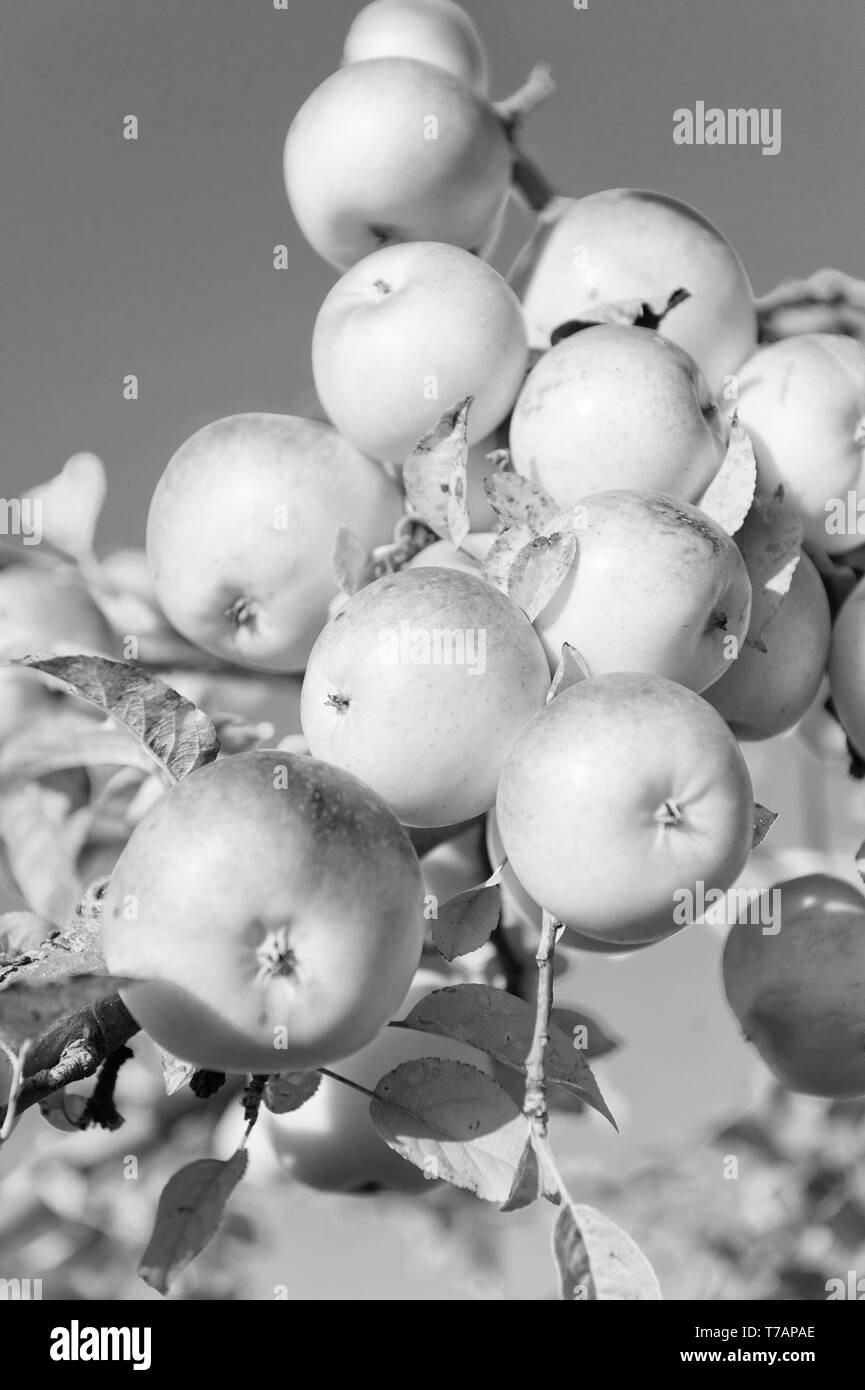 Autumn Apples Harvesting Season Rich Harvest Concept Apples Yellow