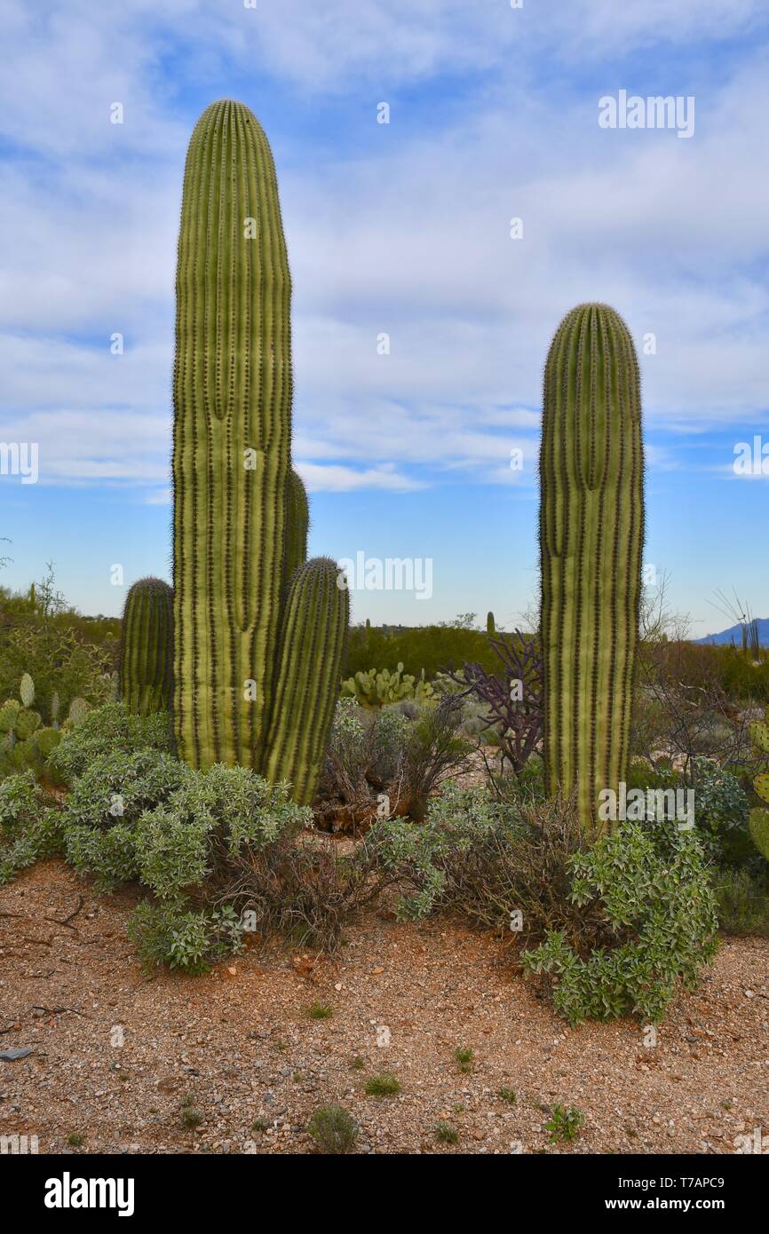 Saguaro Cactus seen in southern Arizona Stock Photo - Alamy