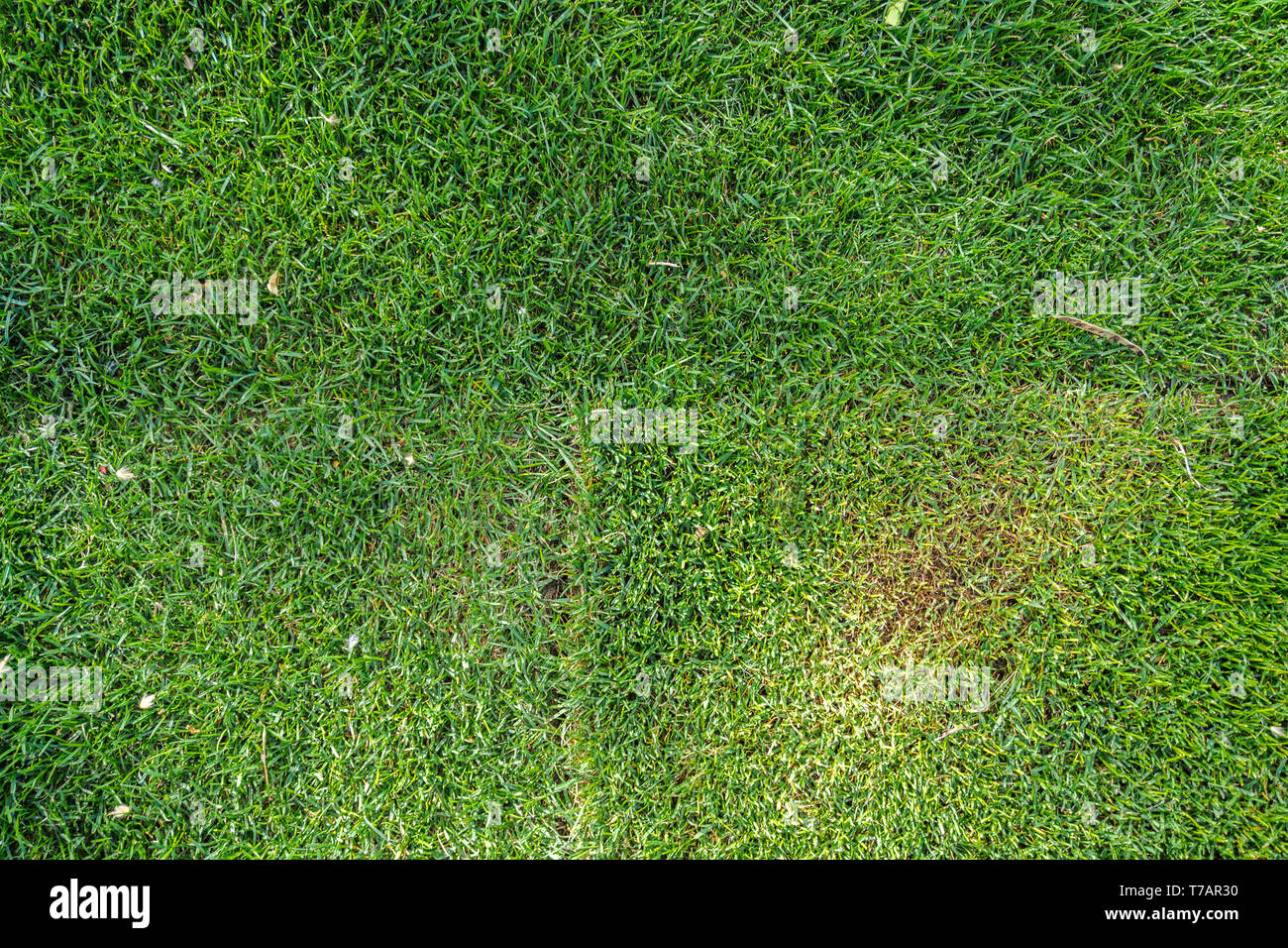 Natural grass texture pattern background golf course turf from top view ...
