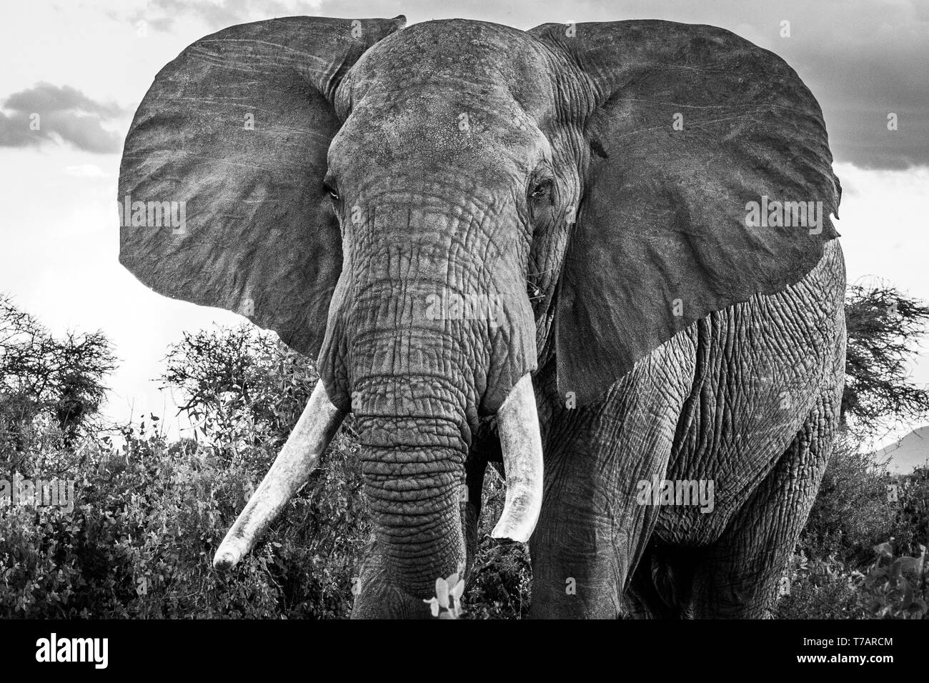 Tsavo East National Park Kenya Africa Elephant Stock Photo - Alamy