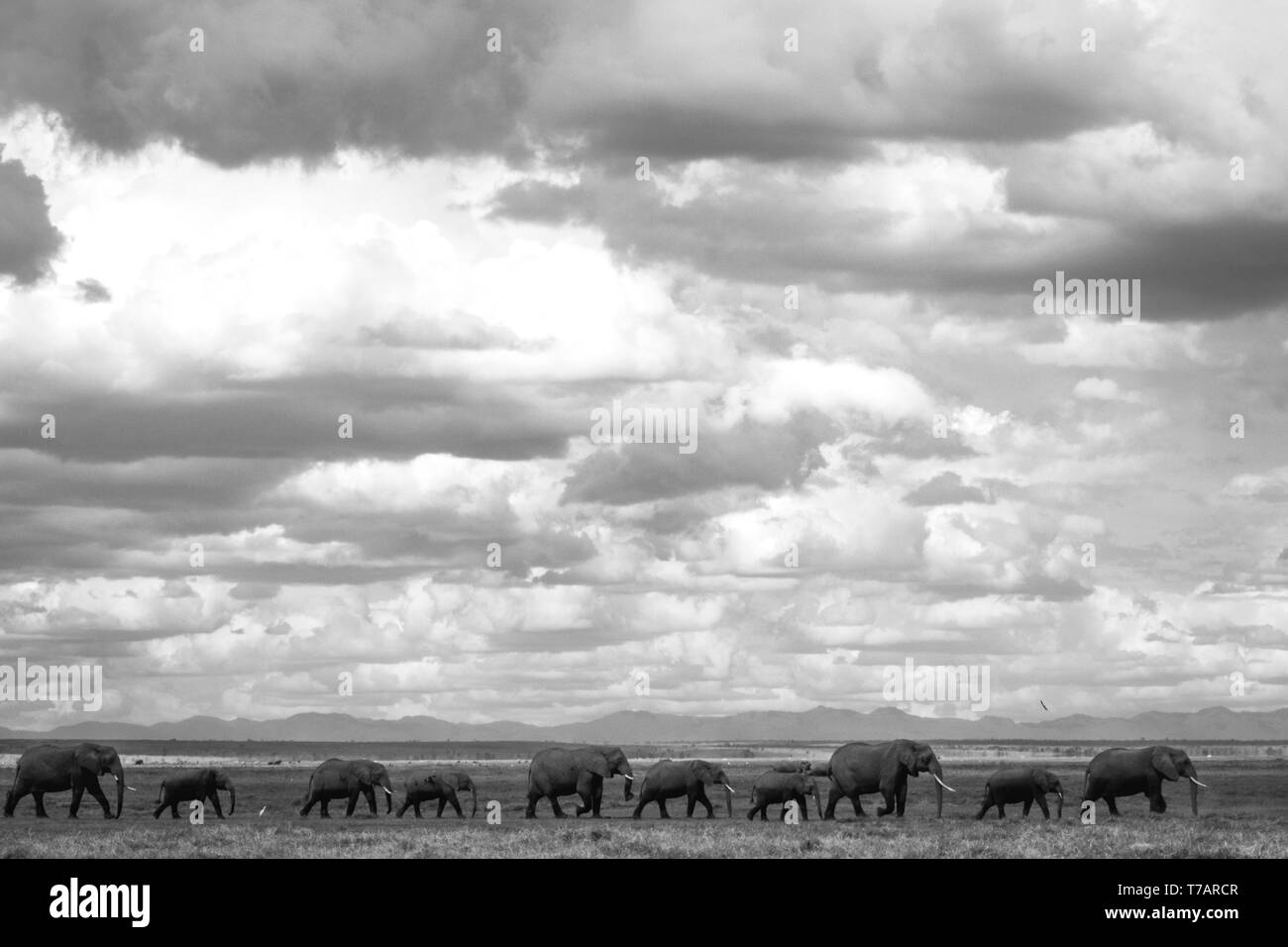 Tsavo East Kenya National Park Elephants Single Line Walk Stock Photo ...