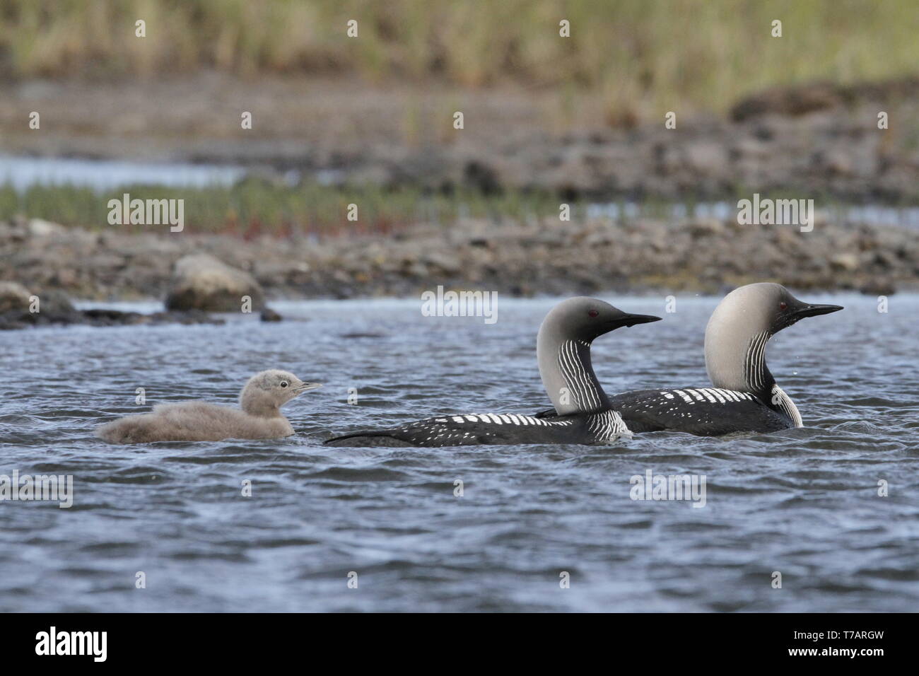 Family of pacific loon or pacific diver swimming in arctic waters, near ...