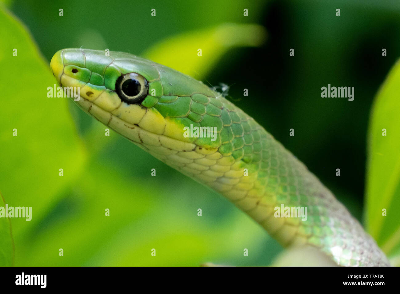 Rough green head hi-res stock photography and images - Alamy
