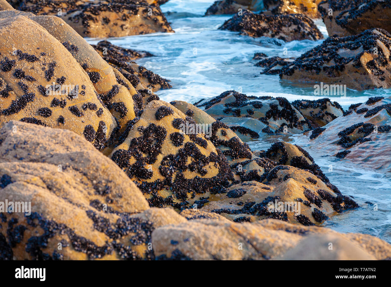 Mollusks tide hi-res stock photography and images - Alamy
