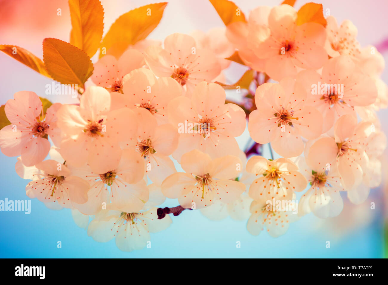 Vintage blooming garden. Flowering branch of the cherry tree. Color ...