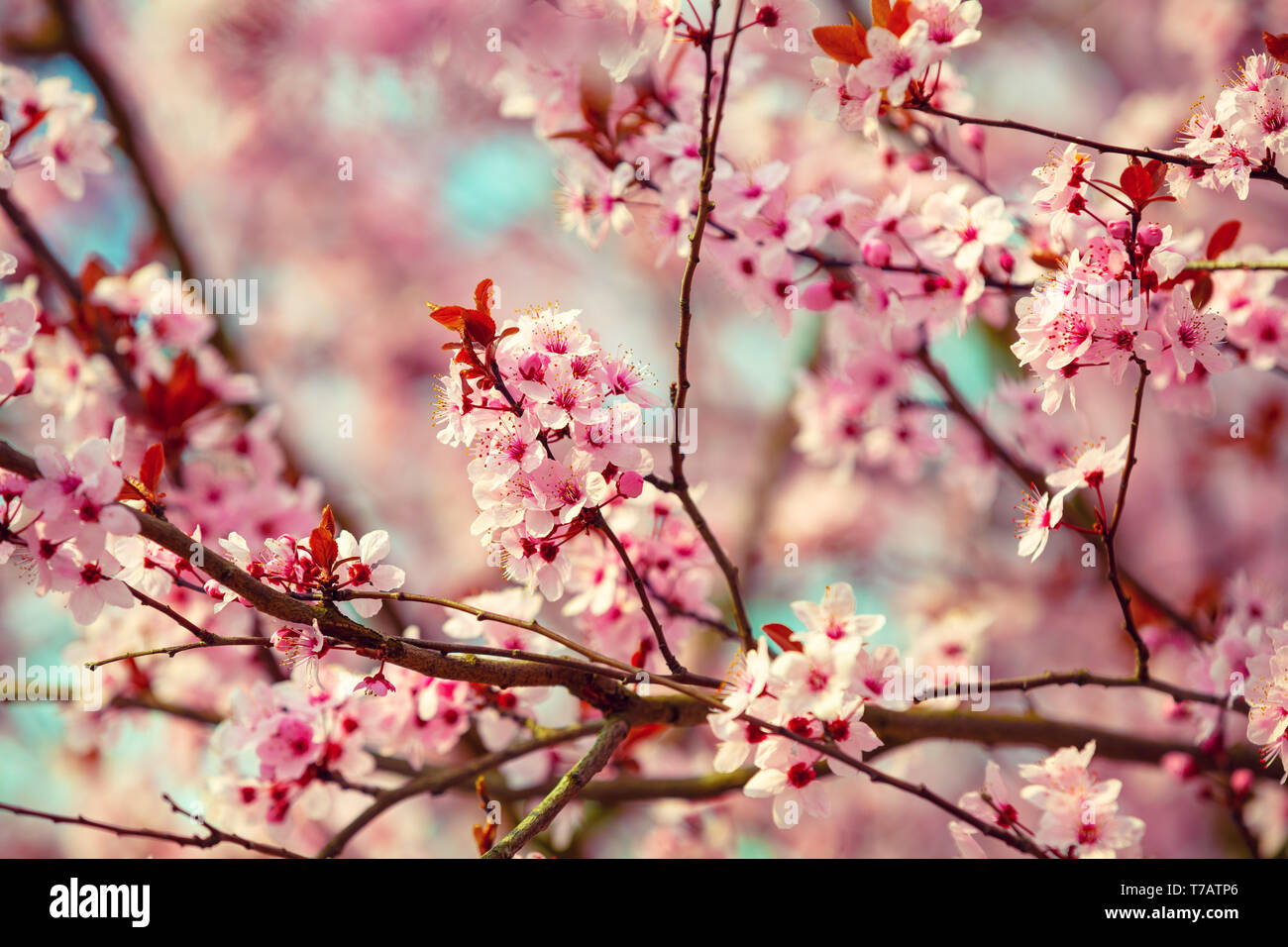 Branches of the flowering cherry tree. Natural spring background Stock ...
