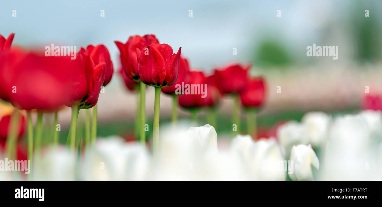 Spring fields of blooming tulip. Beauty outdoor scene. Colorful flowers ...