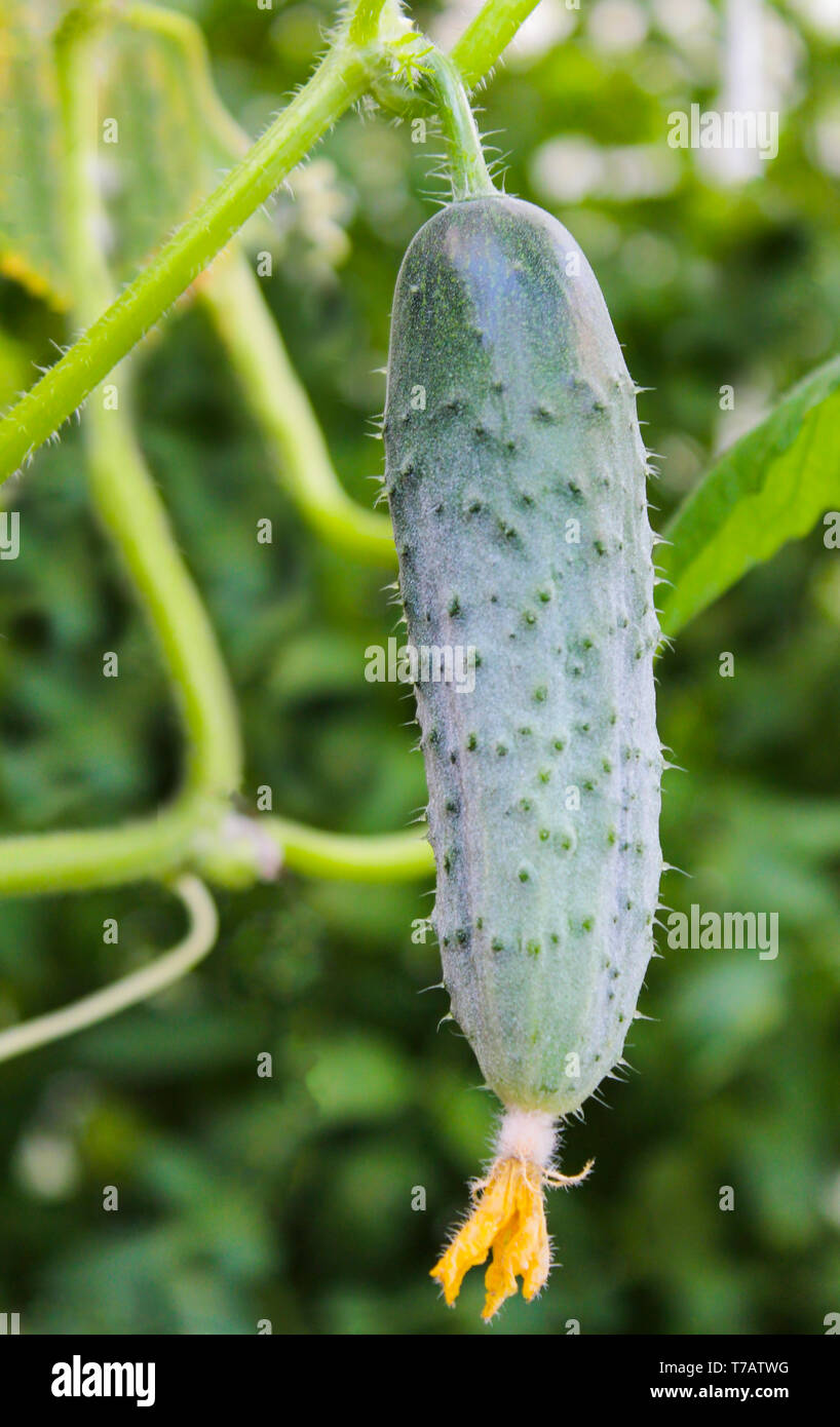 Spiny cucumber hi-res stock photography and images - Alamy
