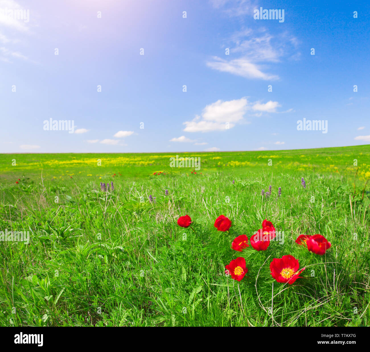 Red flowers field under blue sky Stock Photo - Alamy