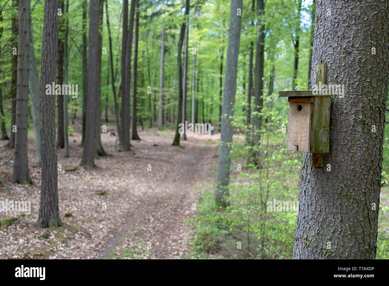 Birdcage attached to a tree in the forest. A shelter for birds seen ...