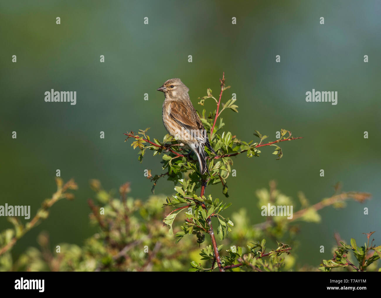 Conservation priority species hi-res stock photography and images - Alamy