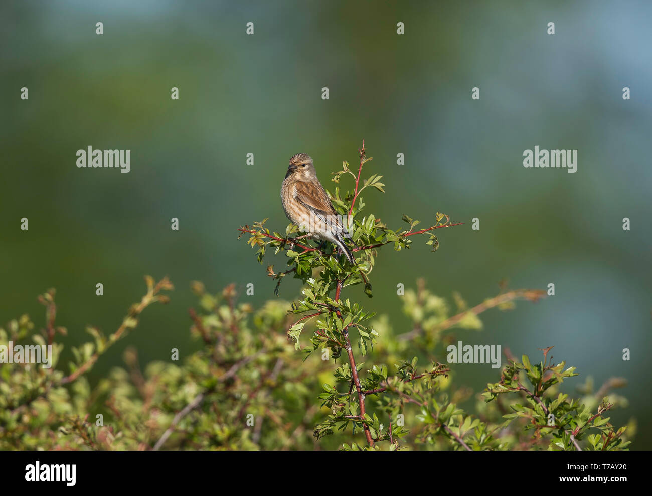 Conservation priority species hi-res stock photography and images - Alamy