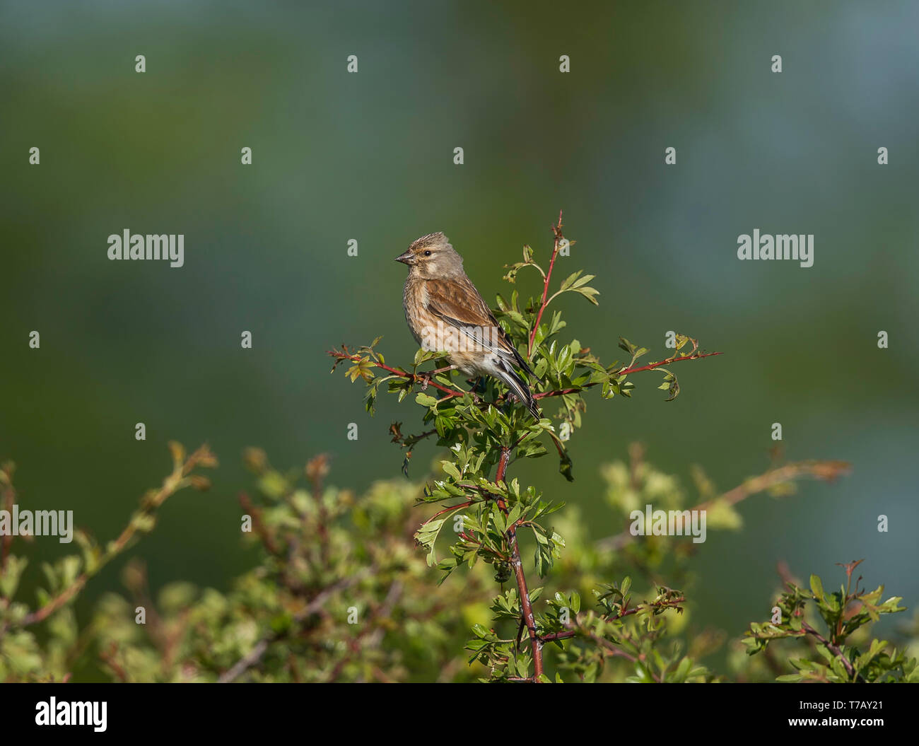 Linnet perched in hedge hi-res stock photography and images - Alamy