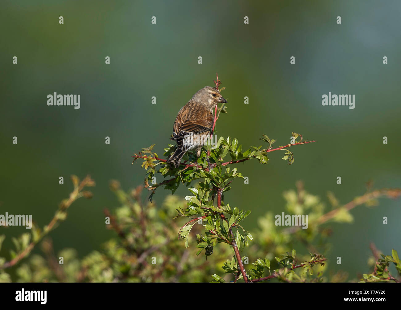 Conservation priority species hi-res stock photography and images - Alamy