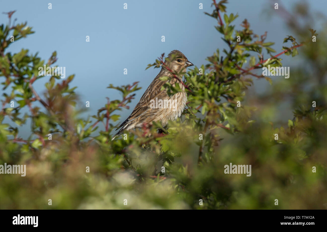 Conservation priority species hi-res stock photography and images - Alamy