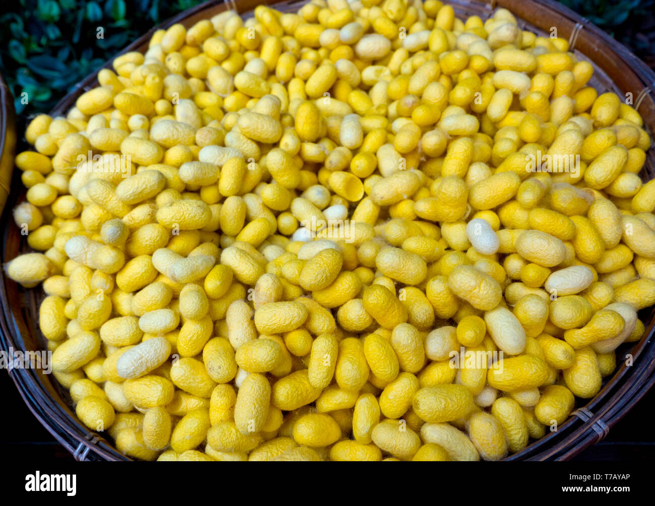 Yellow Cocoon Silk, Bangkok, Thailand Stock Photo - Alamy