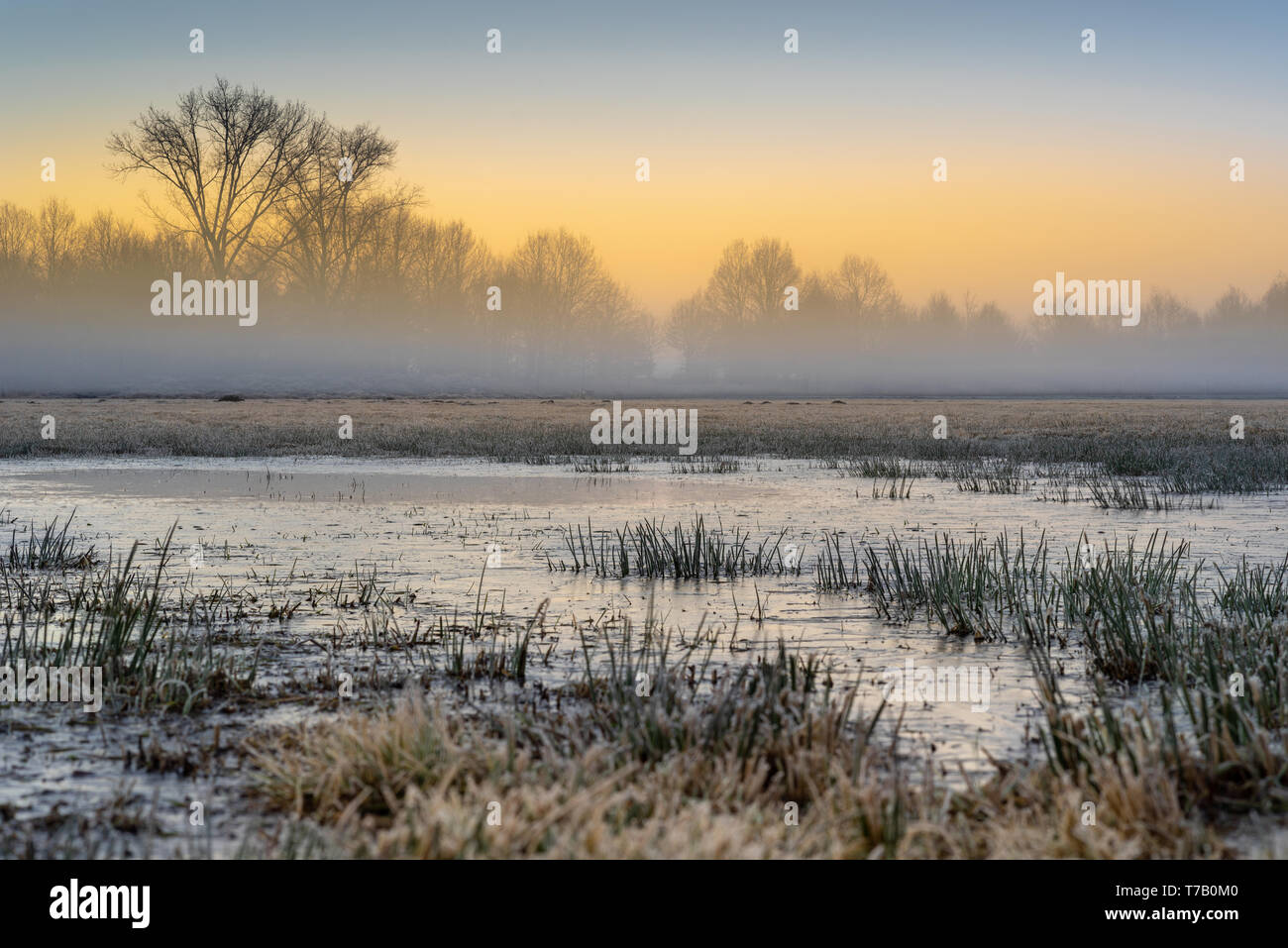 Cold morning in the swamp under the sunrise Stock Photo - Alamy