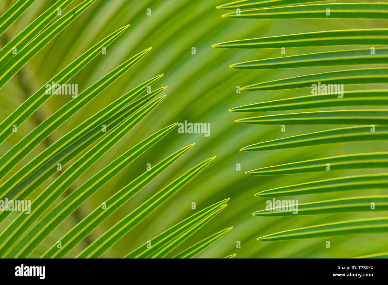 Beautiful texture of close-up Cycad leaves using for background Stock ...