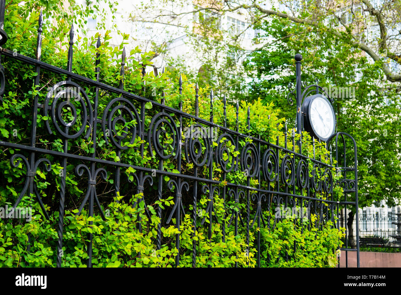 Beautiful green hedge, fence with plants in the springtime european ...