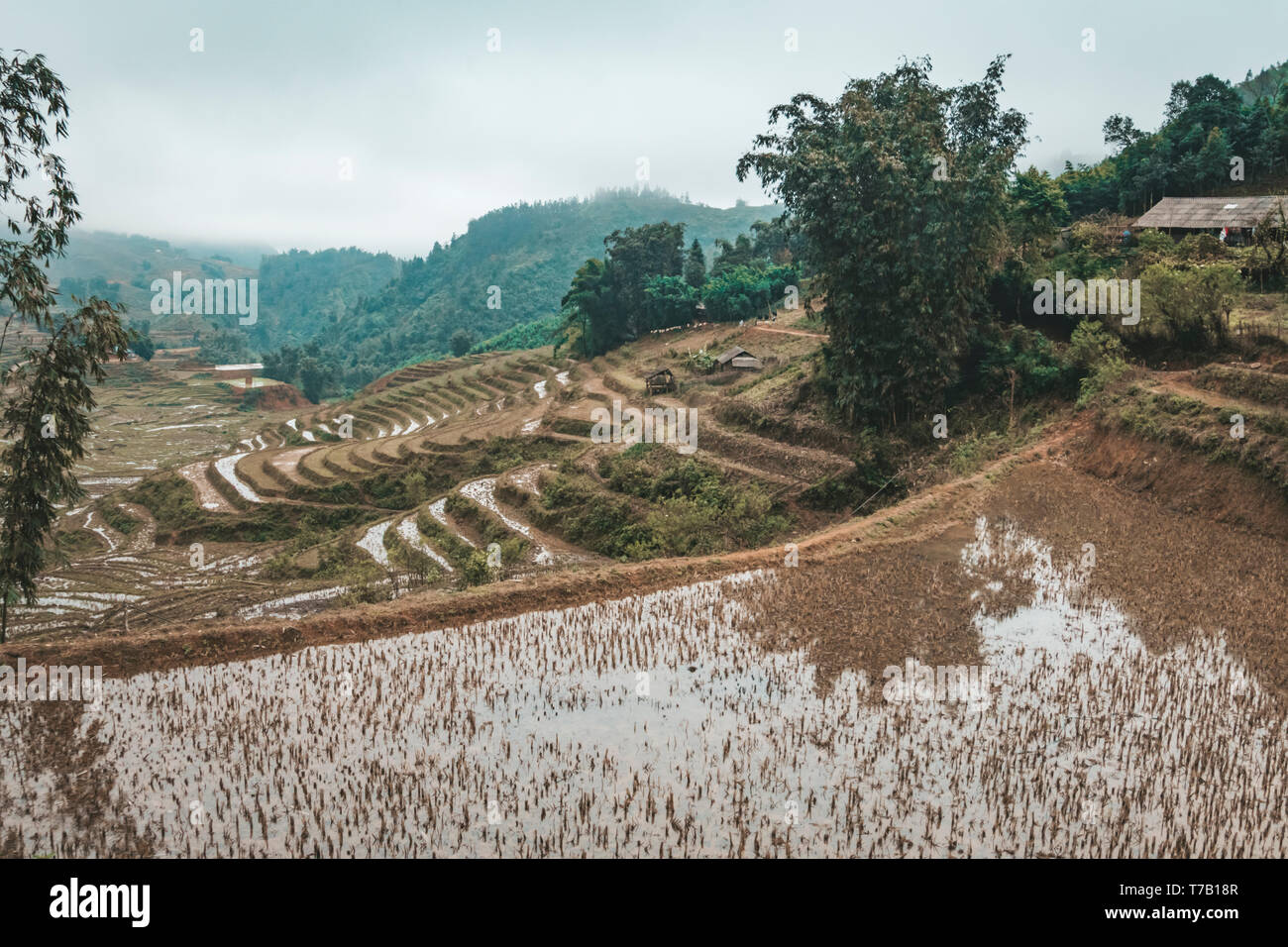 Rooster in the rice fields in rural Vietnam Stock Photo - Alamy