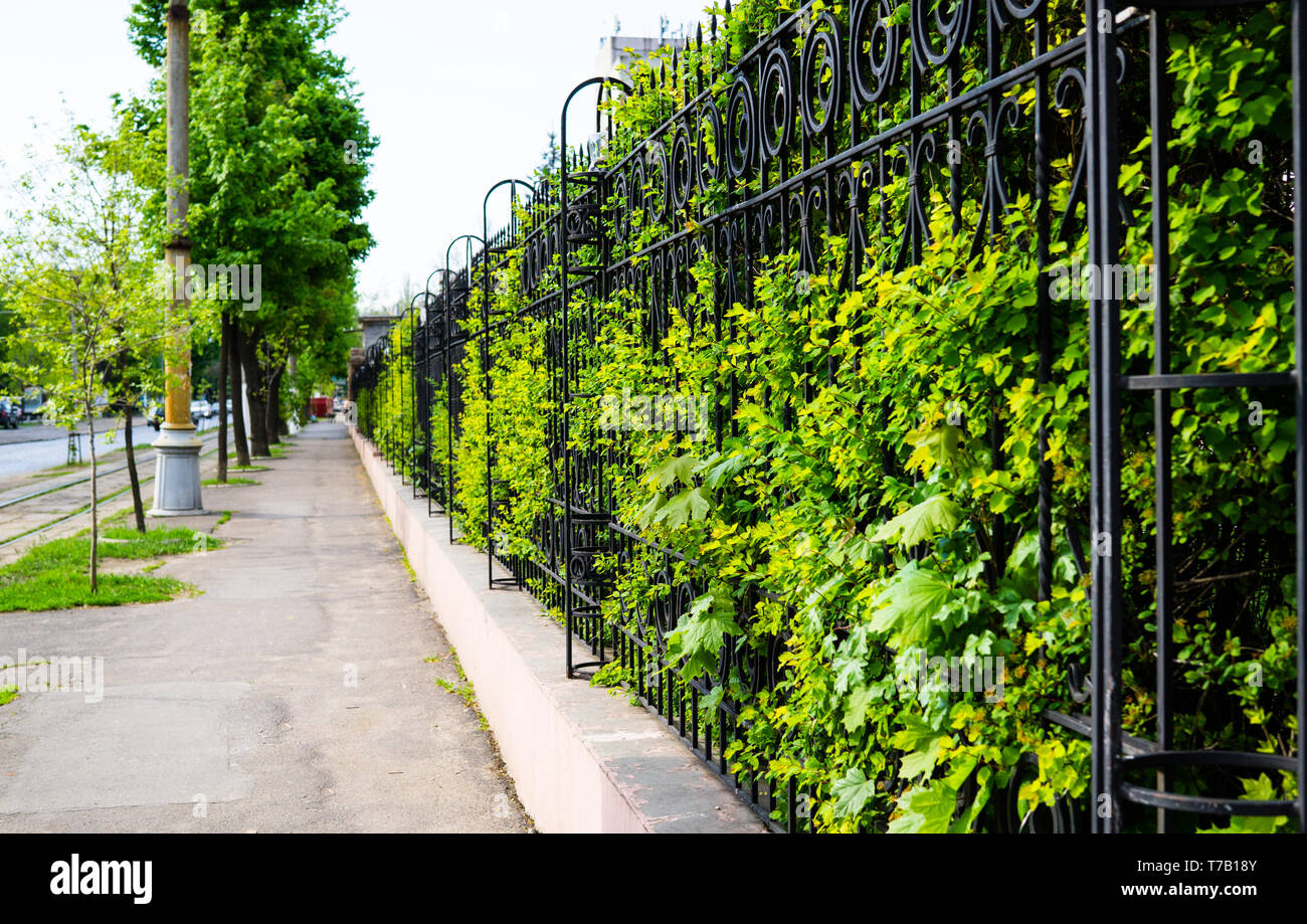 Beautiful green hedge, fence with plants in the springtime european ...