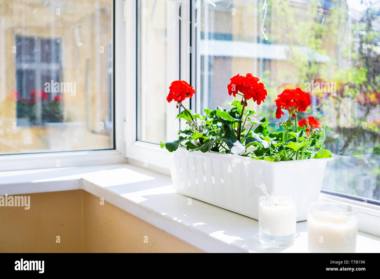 Red geranium flowers on windowsill at home balcony window, green summer ...