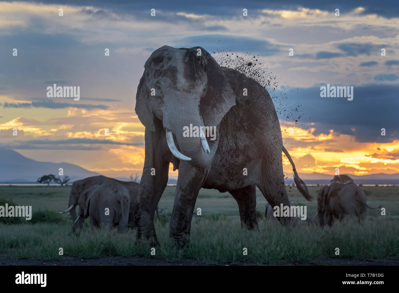 Throwing up sand hi-res stock photography and images - Alamy