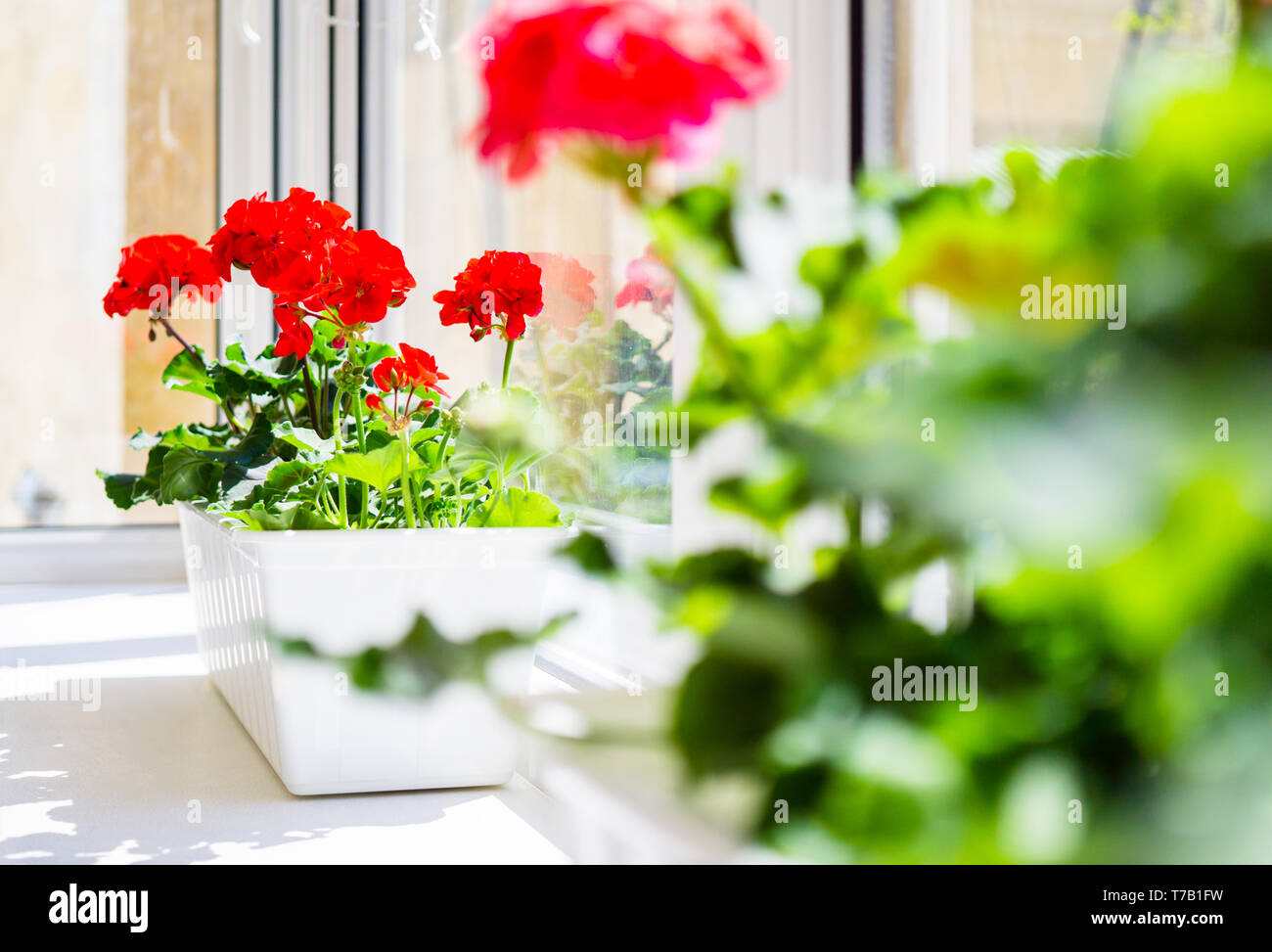 Red geranium flowers on windowsill at home balcony window, green summer ...