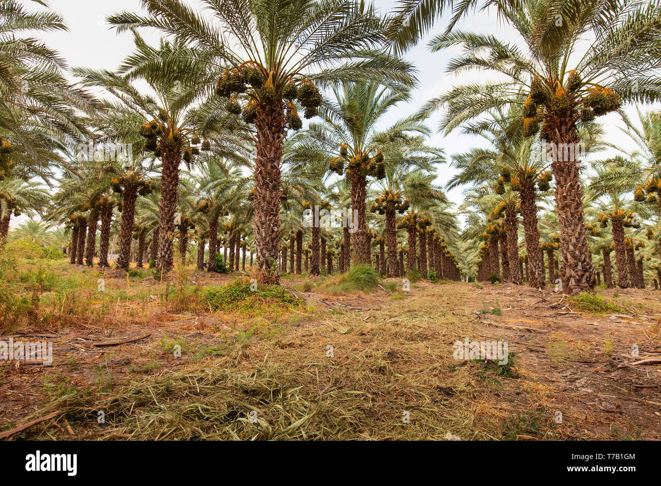 Date palm orchard hi-res stock photography and images - Alamy