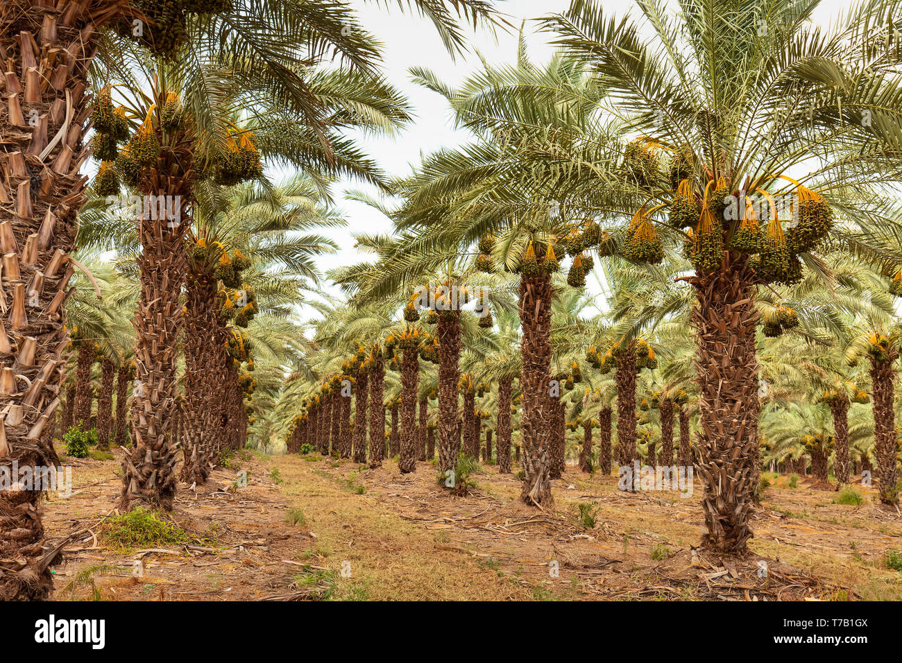 Date palm orchard tree fruit hi-res stock photography and images - Alamy