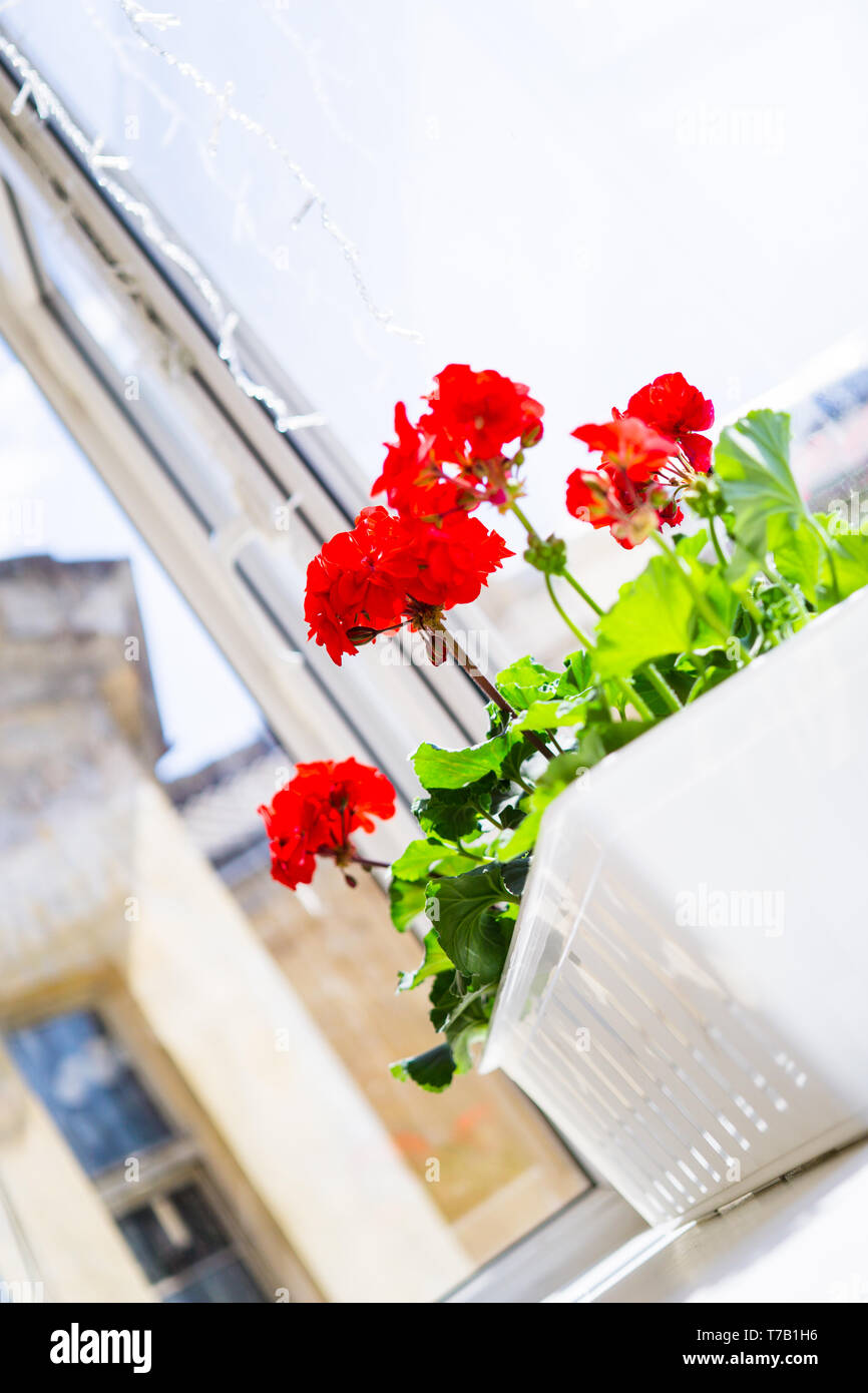 Red geranium flowers on windowsill at home balcony window, green summer ...