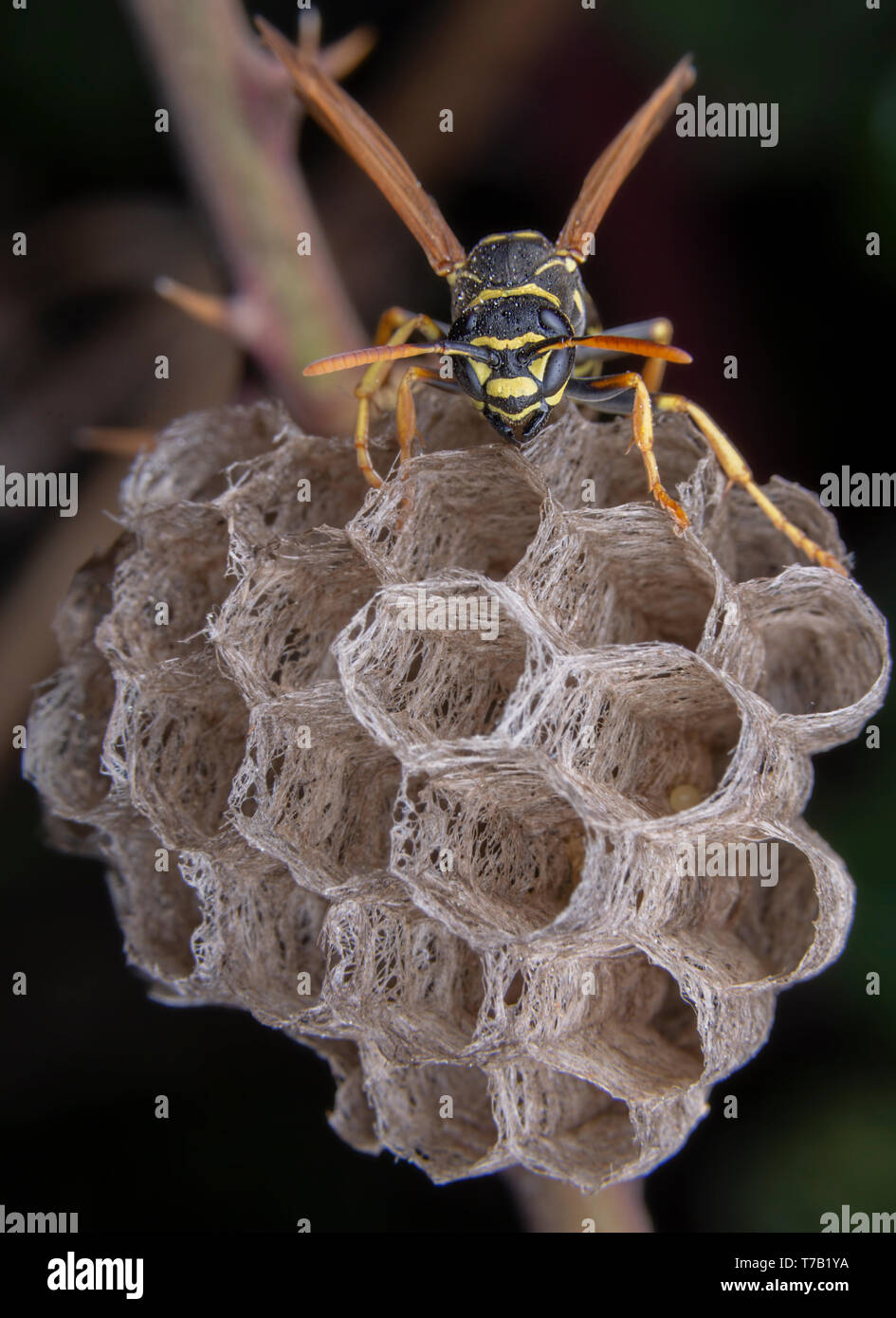 Female wiorker Polistes nympha wasp protecting his nest from attack ...