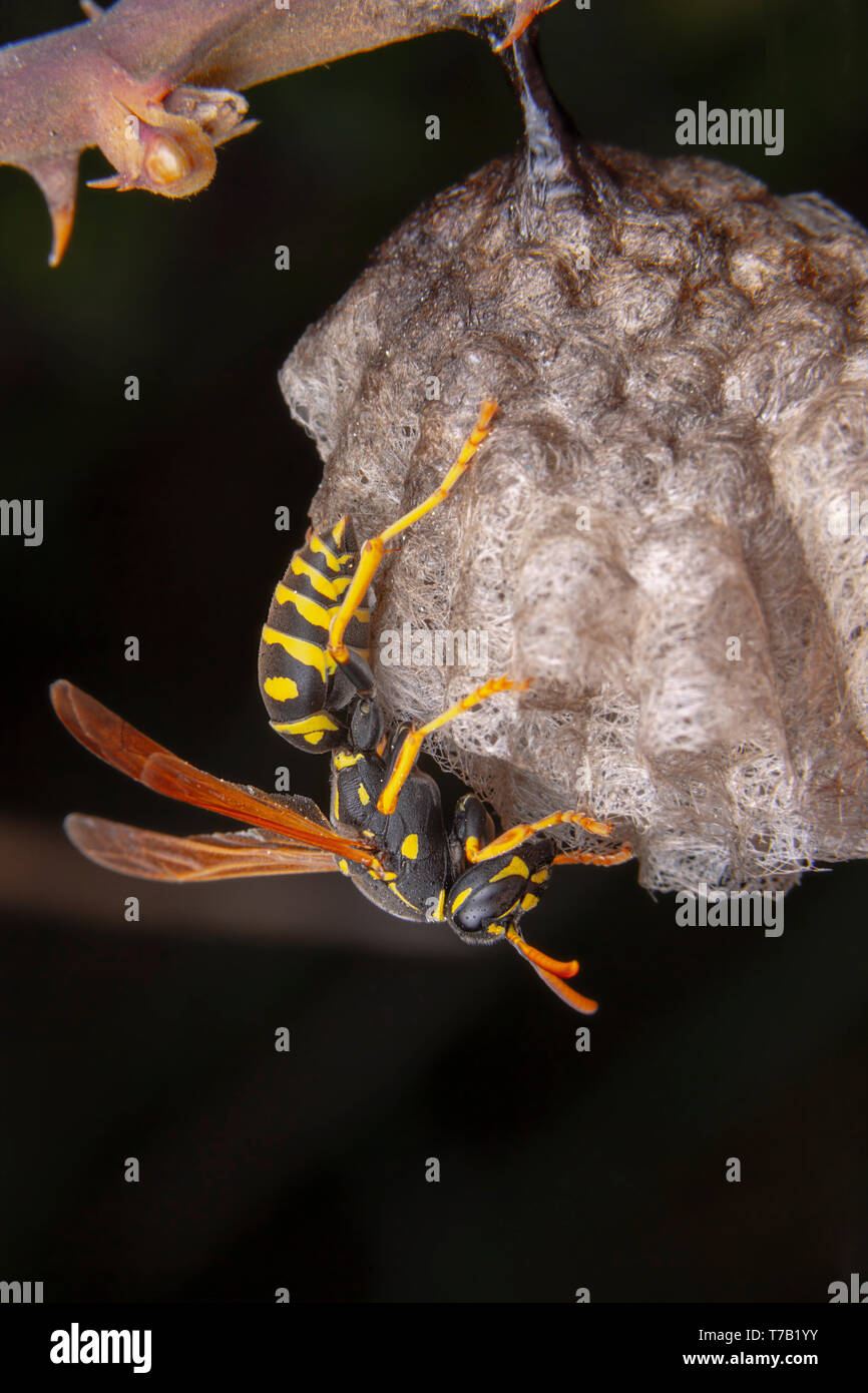 Female wiorker Polistes nympha wasp protecting his nest from attack ...