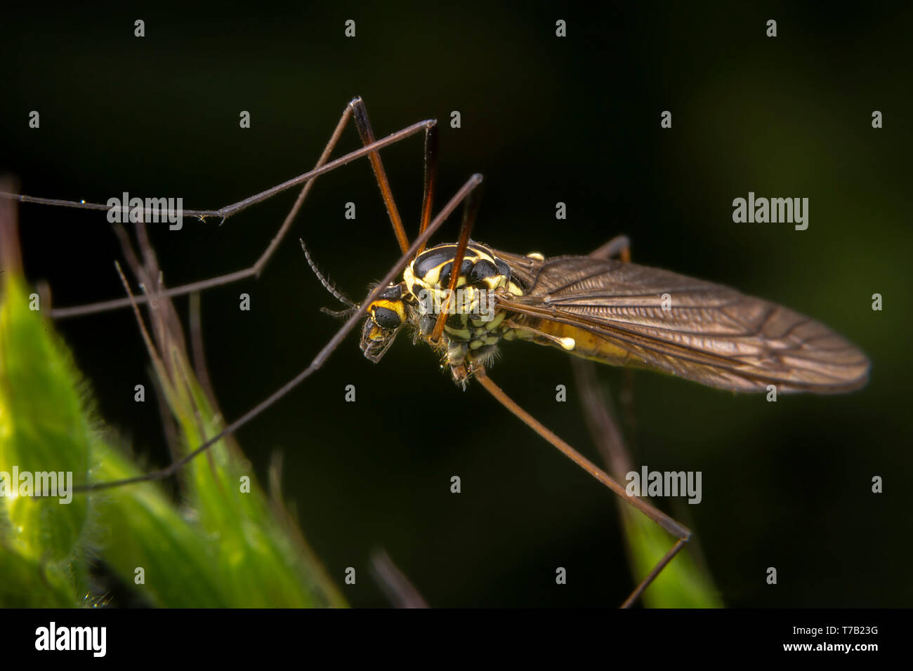 Crane fly larvae hi-res stock photography and images - Alamy
