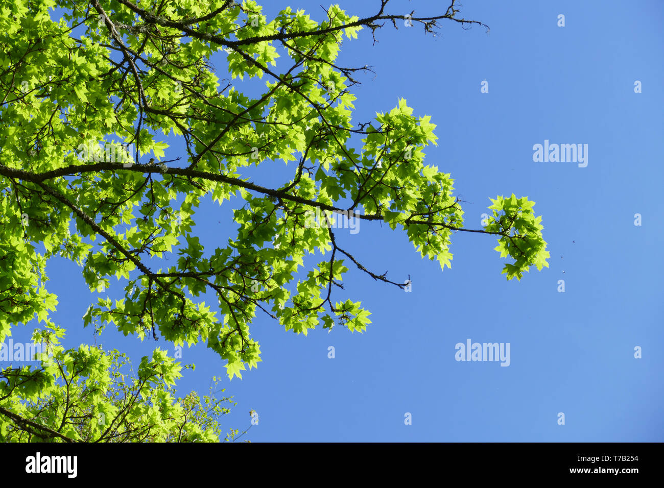 Ahorn baum hi-res stock photography and images - Alamy