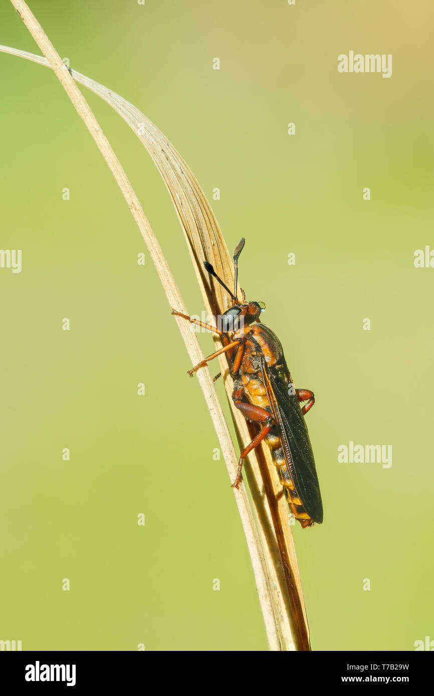 Mydas flies hi-res stock photography and images - Alamy