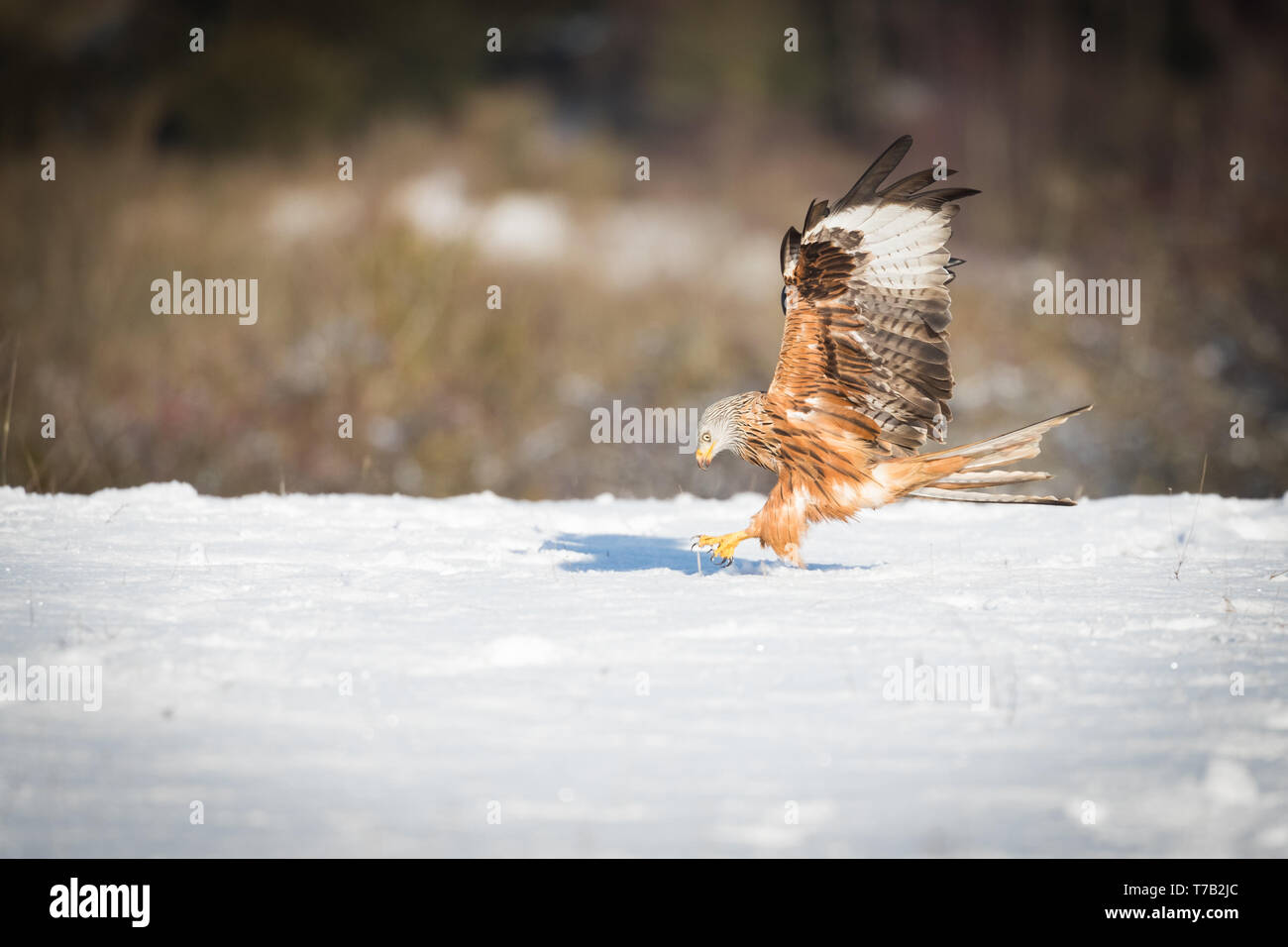 Red kite grabbing some prey of a snow covered hill top Stock Photo - Alamy