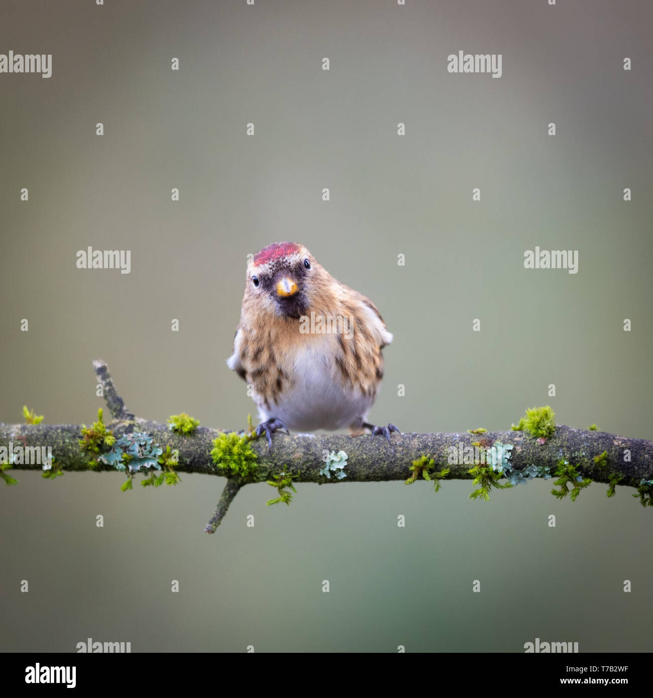 Redpoll bird hi-res stock photography and images - Alamy