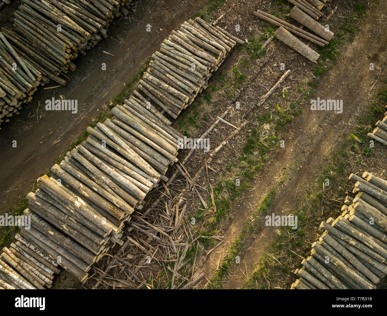 Wood logs stacked ready to be processed Stock Photo - Alamy