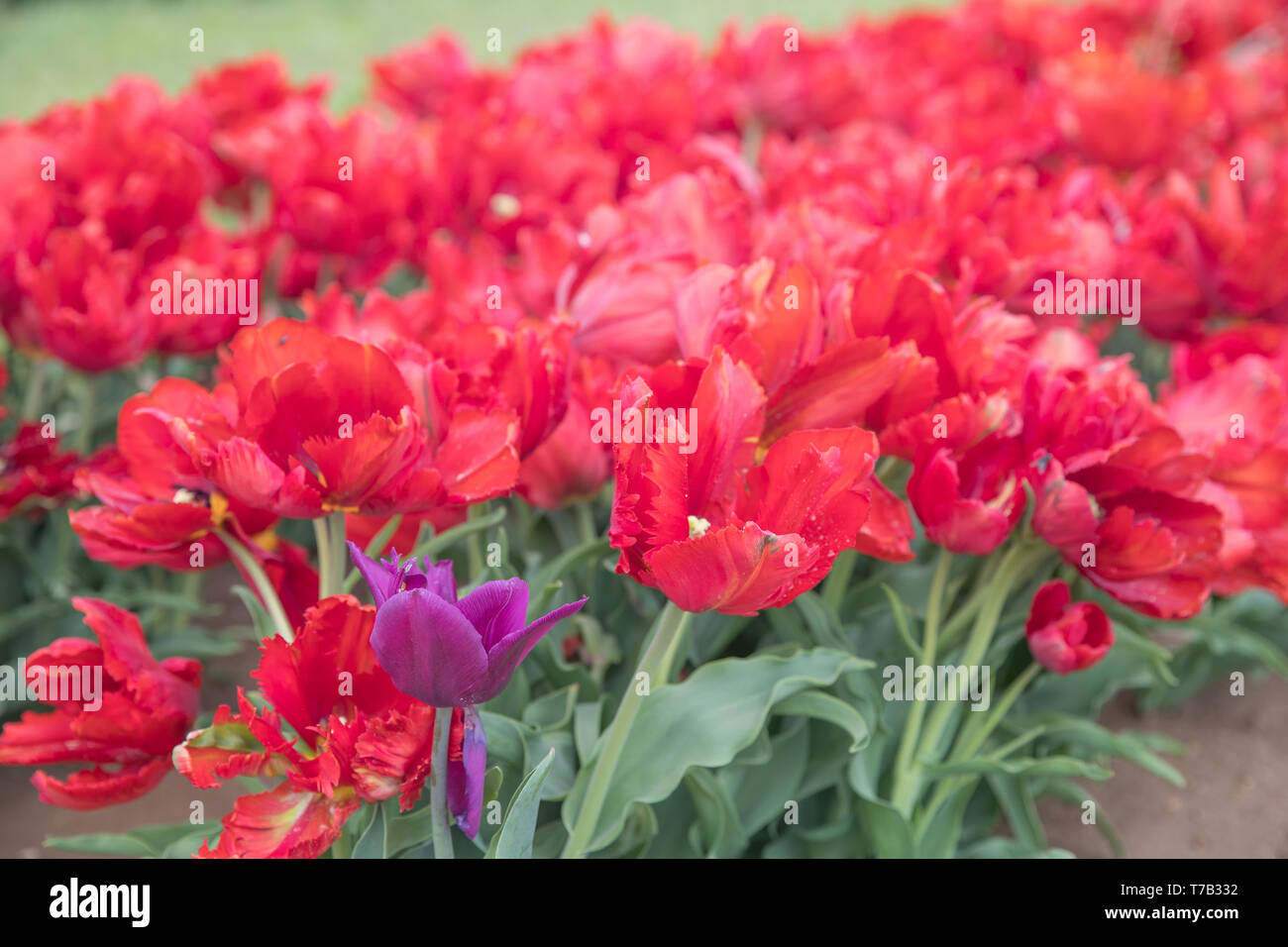 Flower beds with colorful tulips - Image Stock Photo - Alamy