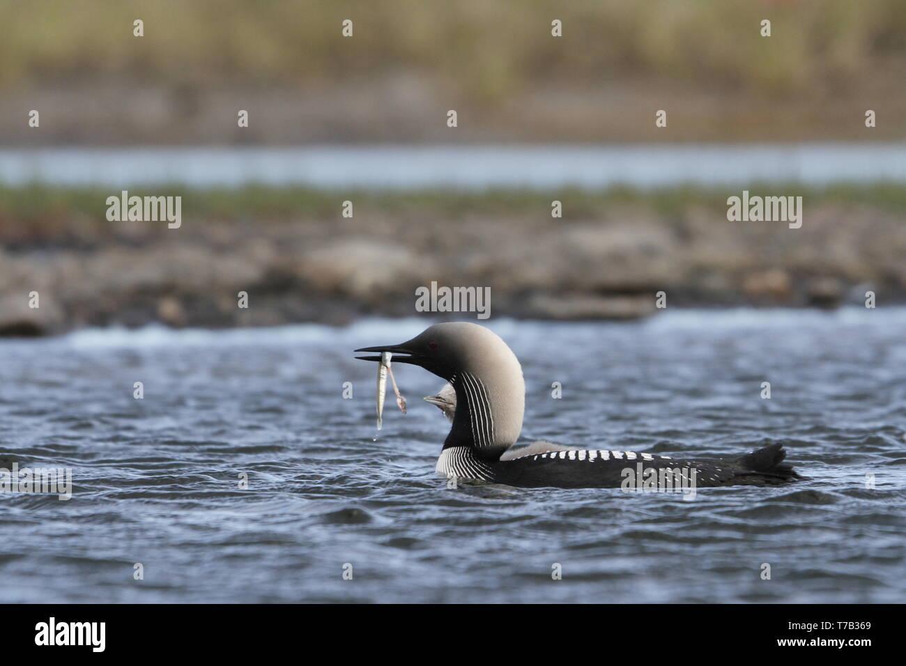 Pacific Loon or Pacific Diver fishing in arctic waters with a fish in ...