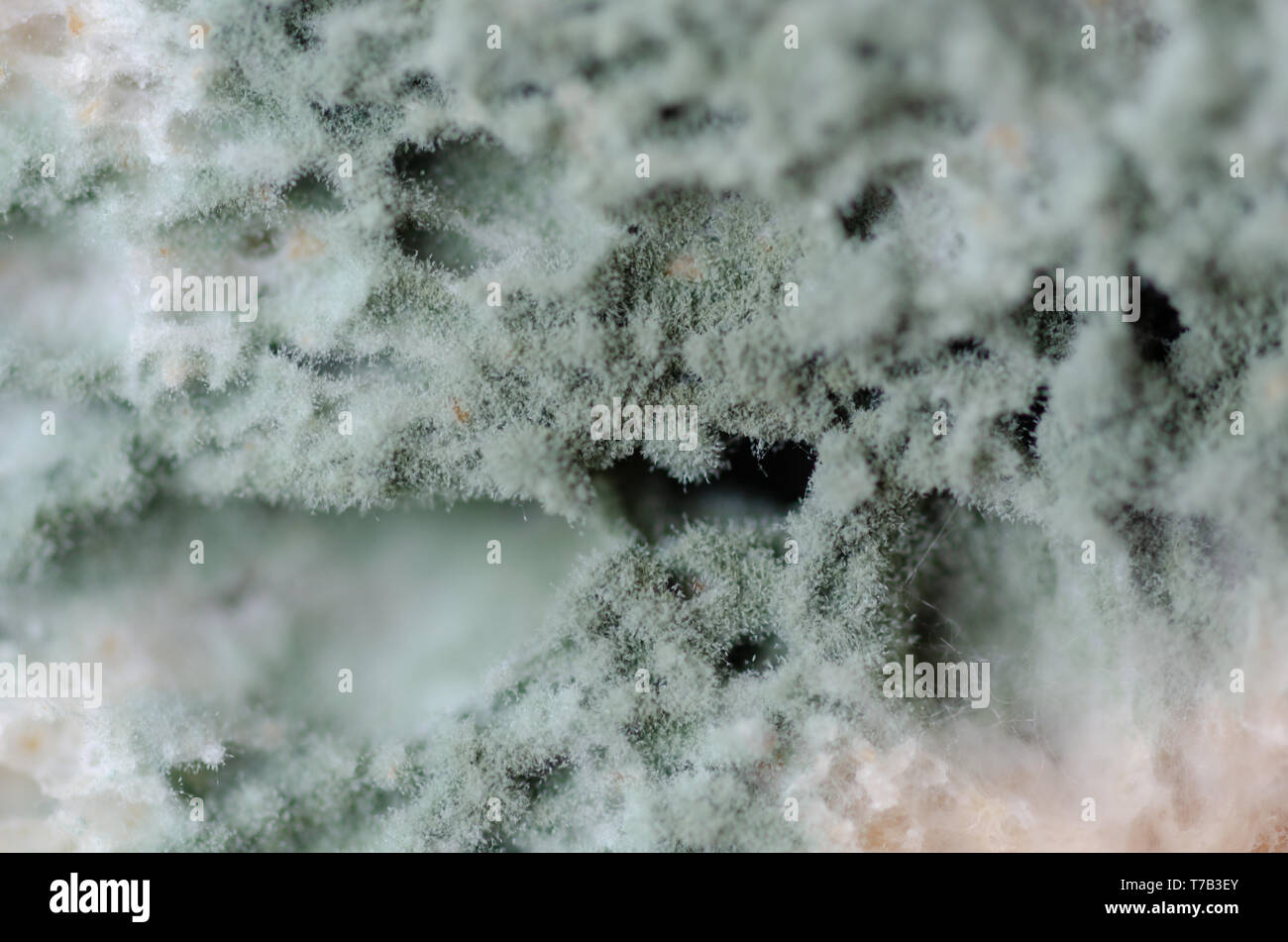 Moldy bread slices close up. .Moldy inedible food Stock Photo - Alamy