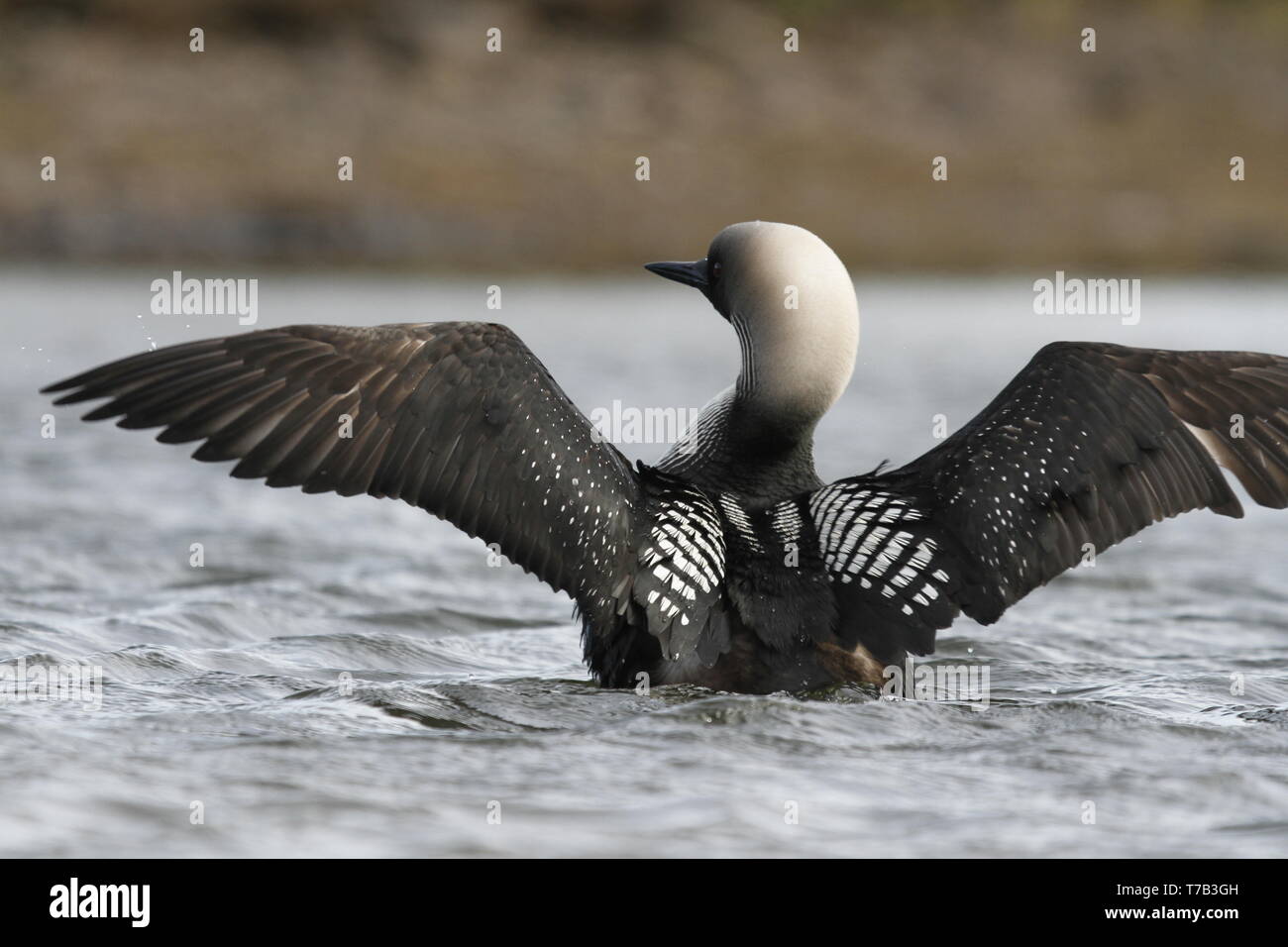 Adult Pacific Loon or Pacific Diver (Gavia pacifica), breeding plumage ...